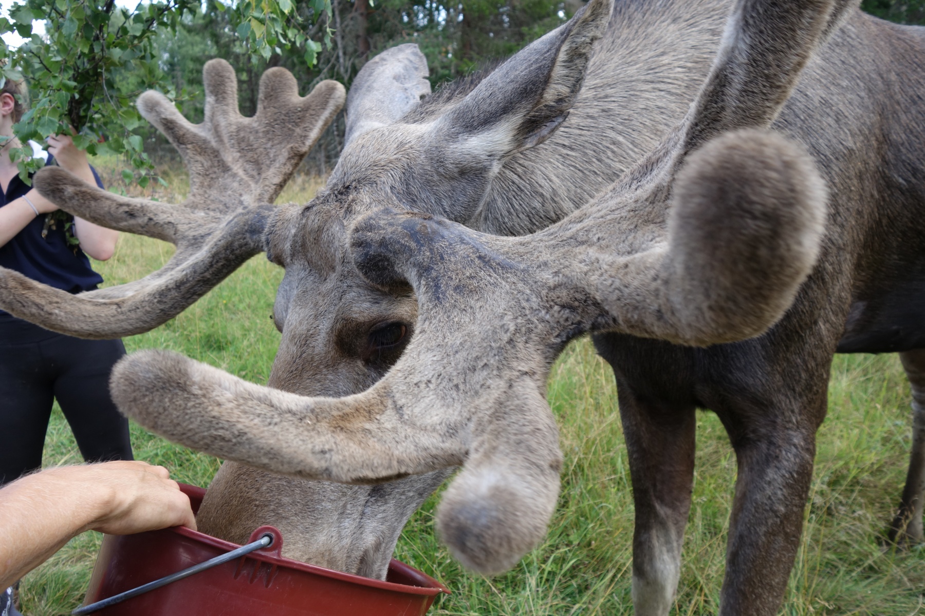 Voir des élans en Suède - L'élan blanc